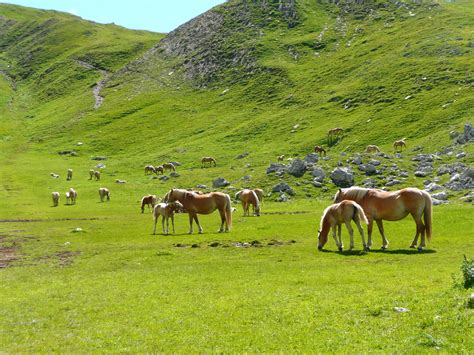 Free Images Landscape Grass Wilderness Hiking Field Meadow