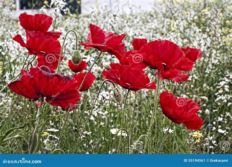 Poppies Stock Image Image Of Organ Summer Female Blossom 55194561