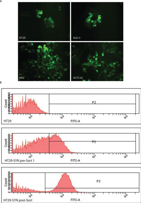 Expression Of Gfp From A Synthetic Promoter Library And Facs Selection Download Scientific