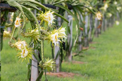 วิธีการปลูกแก้วมังกร Thepwatana เพื่อนคู่คิด เคียงข้างเกษตรกร