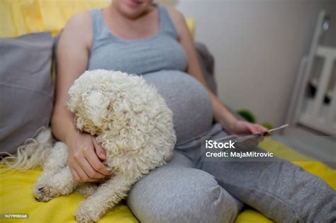 임산부는 배에 손을 잡고 집 내부에서 초음파 이미지를 들고 있습니다 임신 부모 준비 및 기대 개념 가족에 대한 스톡 사진 및