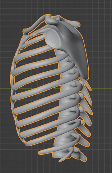 3d Model Of Ribs Cage By Azekapeka
