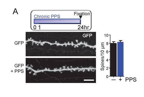 Figures And Data In Distinct Stages Of Synapse Elimination Are Induced