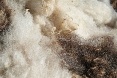 Close-up of fluffy wool texture Free Stock Photo | FreeImages