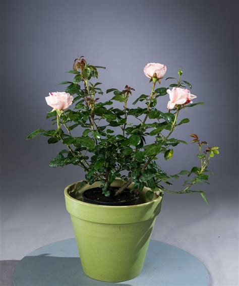 Edelrose Oh Happy Day® - Rosa Oh Happy Day® günstig kaufen