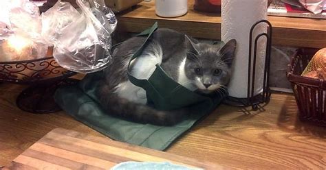 Almost Missed My Cakeday Here Are My Cats Being Cats Album On Imgur