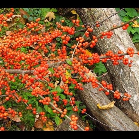 Ако сте Рак Скорпион и Риби в понеделник неочаквани нови познанства Овен Лъв и Стрелец важен