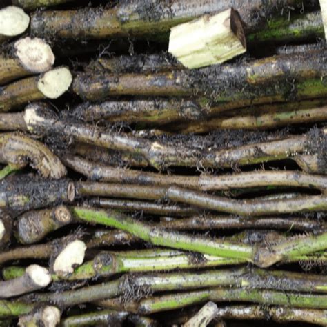 Green Brown Piper Chaba Packaging Size 1 10 Kg Grade Standard Medicine Grade Food Grade At