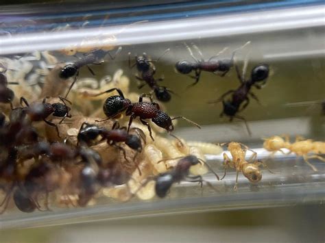 Gnamptogenys Bicolorมดค่อมอกแดง Gj Ant Farm