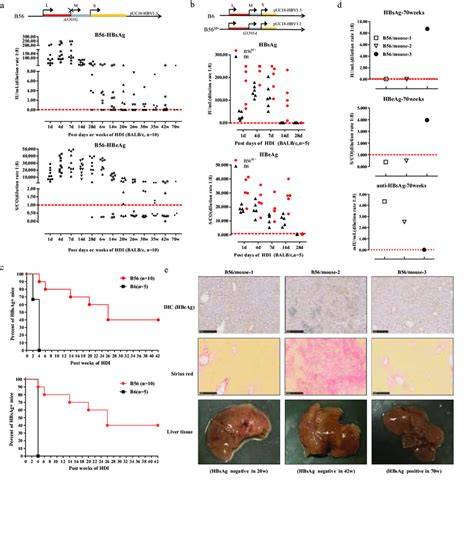 Hbv Plasmid B56 Transfected Via Hydrodynamic Injection Hdi Displays