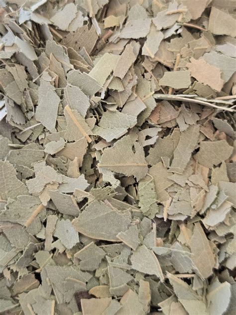 Eucalyptus Leaf Eucalyptus Globulus Spring To Health