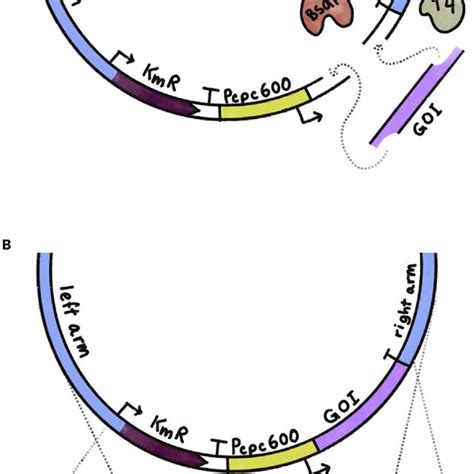 Schematic Of Shuttle Vector Cloning Using Golden Gate And Its