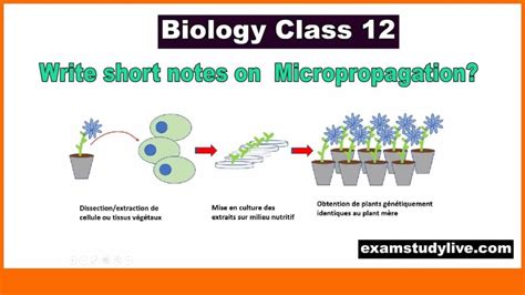 Micropropagation Class 12 Definition Types Steps Advantages