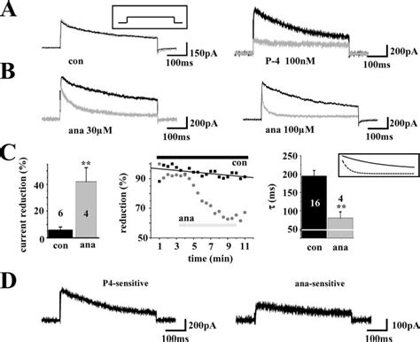 Whole Cell Patch Clamp Recordings Of Potassium Outward Currents In Download Scientific Diagram