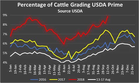 Cattle Grading Usda Prime Continue To Impress