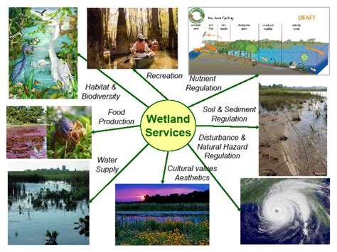 Unit 11 Mapping Ecosystem Services