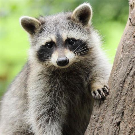 Mapache La Web De Ainhoa