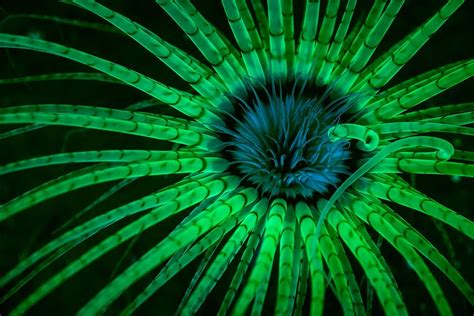 National Geographic Premió Las Mejores Fotos De La Naturaleza De 2017 Infobae