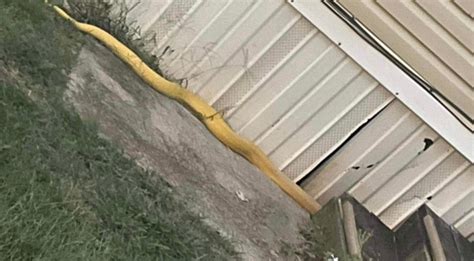 Trailer Park Python Captured After Six Months