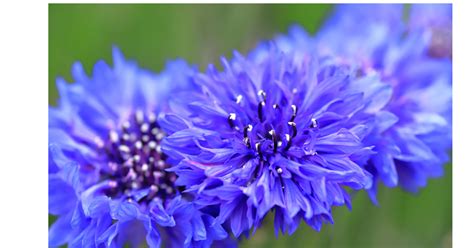 Rukkilille Lasteaed Tallinn