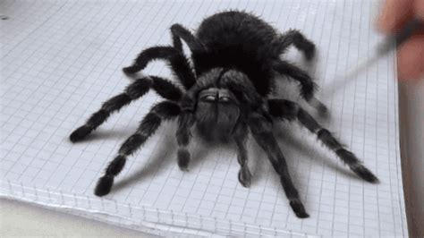 Terrifying Tarantula Is Actually A Remarkable 3d Illusion Spider