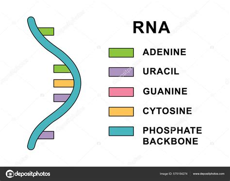 Sarmal Ribonükleik Asit Molekülünün Yapısı Nükleobaz Yapı Tanımlı Rna