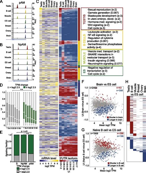 Ubiquitously Transcribed Genes Use Alternative Polyadenylation To Achieve Tissue Specific Expression