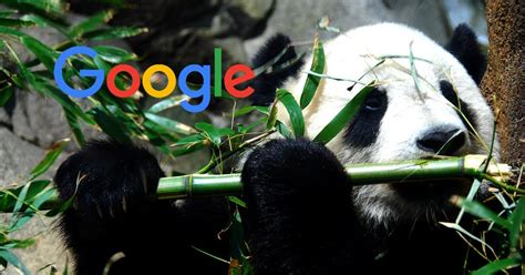 Google Panda Mesure La Qualit Dun Site Tout Point De Vue Blog Et