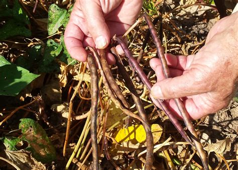 Sensible Survival Dried Peas From The Survival Garden