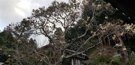 宝珠山十輪寺 ｜曹洞宗｜藤枝市岡部町三輪