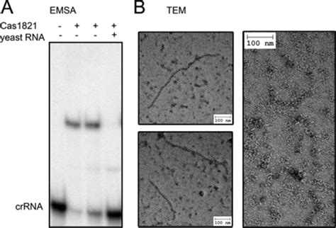 Characterization Of Recombinant Cas1821 Protein A Emsa Assays