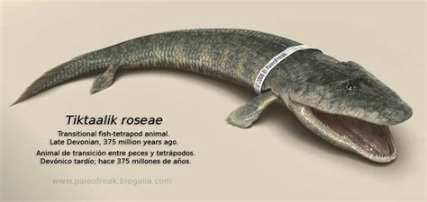 Tiktaalik A Trasitional Fossil Image Science Mod Db