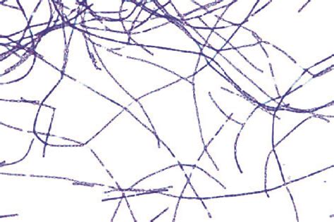 Bacillus Anthracis Spores Slide Prepared Slides