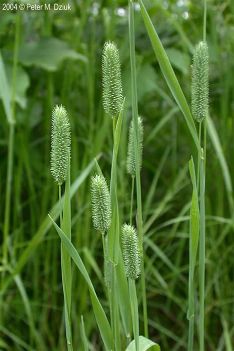 Timothy Grass Identification