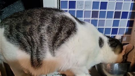 엄마를 올라타려고 한 뒤 자식을 피해사는 냥이 사연 Youtube