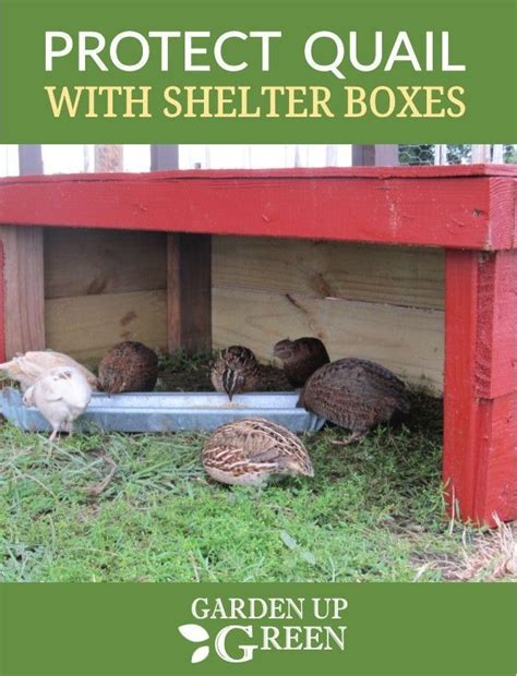 Do Quail Need Nest Boxes At Jose Huggins Blog