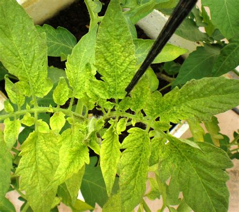 Resistencia A Enfermedades En Los Cultivos De Tomate Producidos En