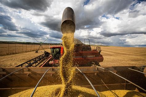 Colheita De Soja Do Brasil Atinge 44 Da área Com Avanço Em Go E Ms