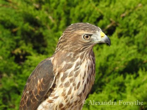 Indiana Audubon Society Birdwatching And Conservation In Indiana