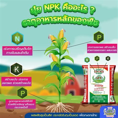 ทำความรู้จักกับธาตุหลัก NPK