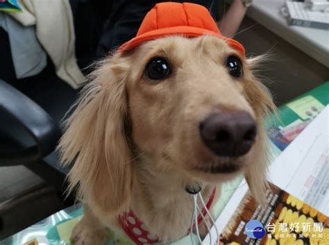 新北校園犬影片上線 網路人氣票選送禮卷 Enews新聞網