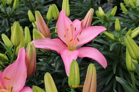 Patio Lily Pink Pixie Brighter Blooms