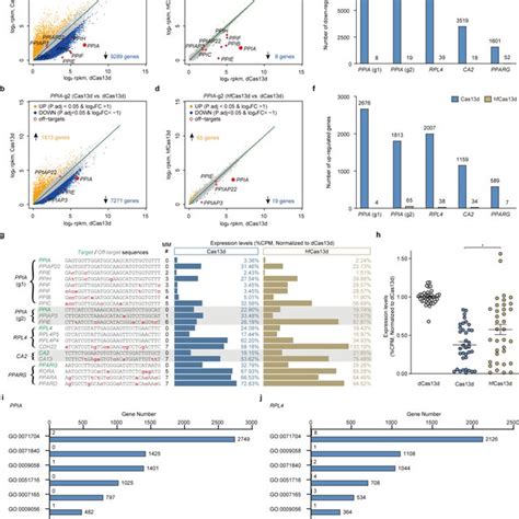Transcriptome Wide Collateral Effect Analysis For Cas13d And
