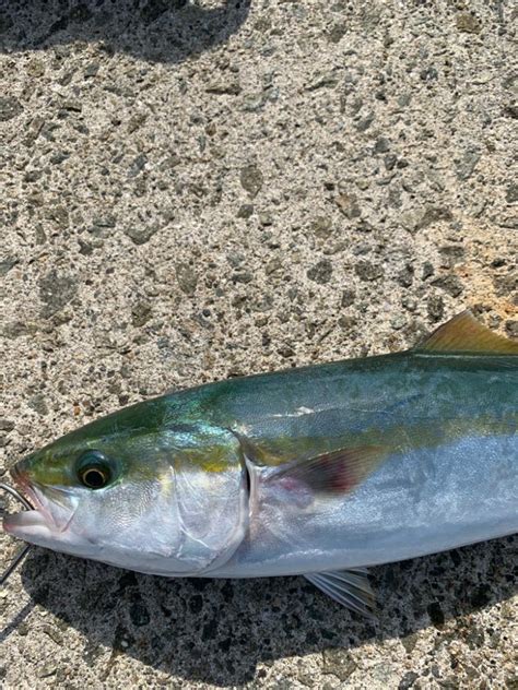 初の複数安打！ 兵庫県瀬戸内海側 新浜漁港 ショアジギング ハマチ・イナダ 陸っぱり 釣り・魚釣り 釣果情報サイト カンパリ