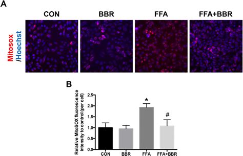 Immunofluorescence Of Mitochondrial Ros A Mitochondrial Ros Was