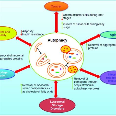 The General Process Of Macroautophagy The Initiation Of Autophagy Is Download Scientific
