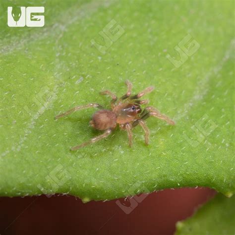 Trinidad Dwarf Tiger Tarantula For Sale Underground Reptiles