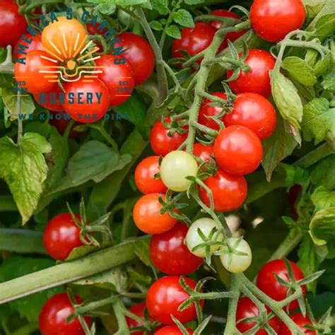 Spoon Tomato Plants Americas Gardens Nursery