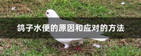 鸽子水便的原因和应对的方法 懂鸟帝