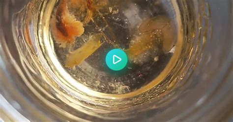 Two Triop Skins And A Dead Triop In Isopropyl Alcohol Album On Imgur